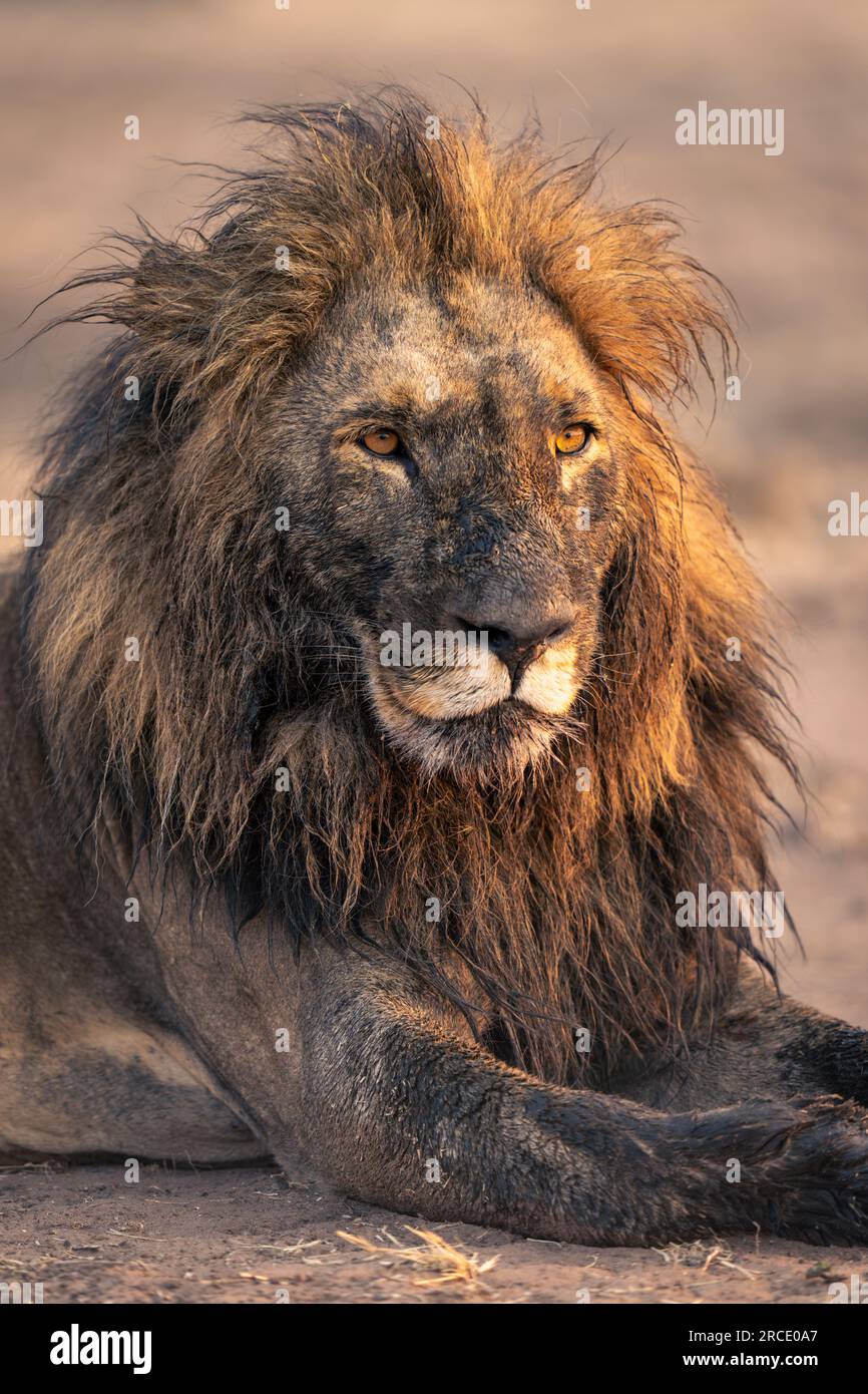 Dirty lion male hi-res stock photography and images - Alamy