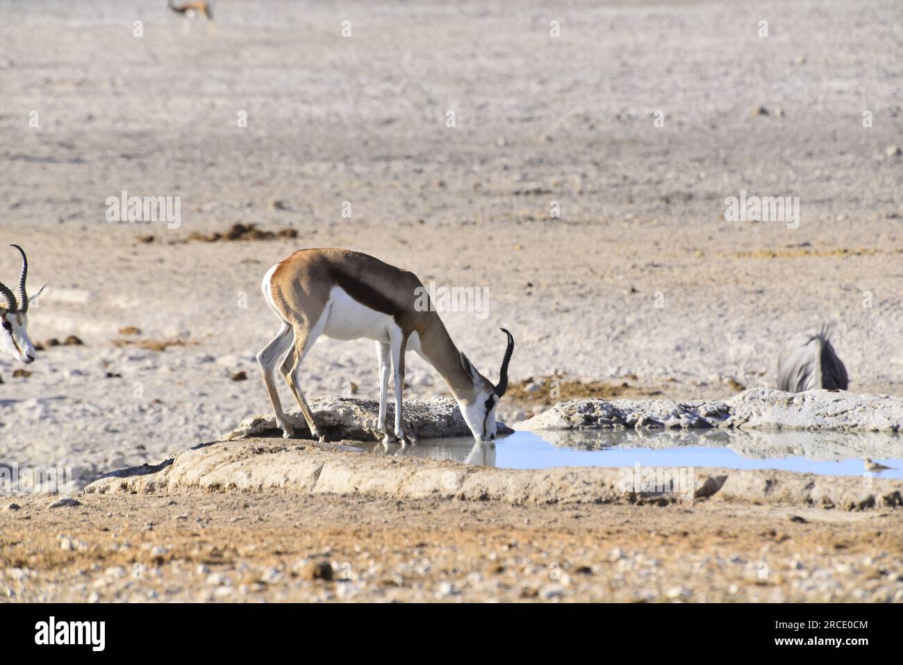 Most common antelope hi-res stock photography and images - Alamy