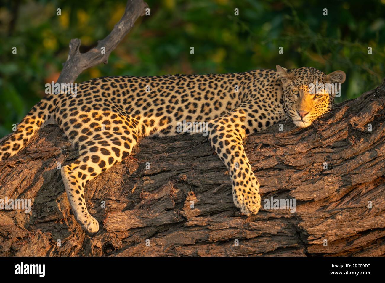 Leopard straddling tree hi-res stock photography and images - Alamy