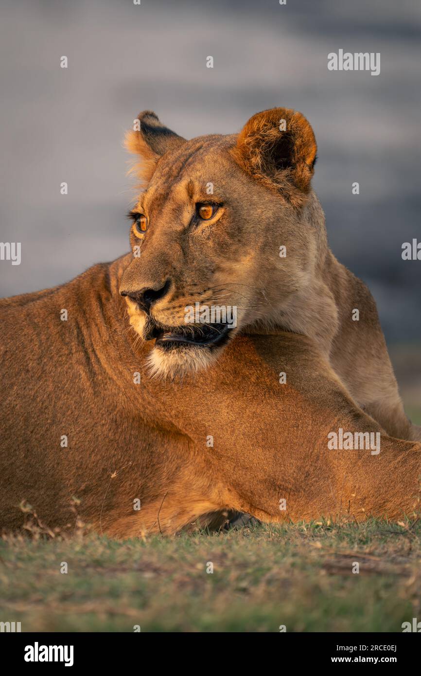 Close-up of lioness lying down looking back Stock Photo - Alamy