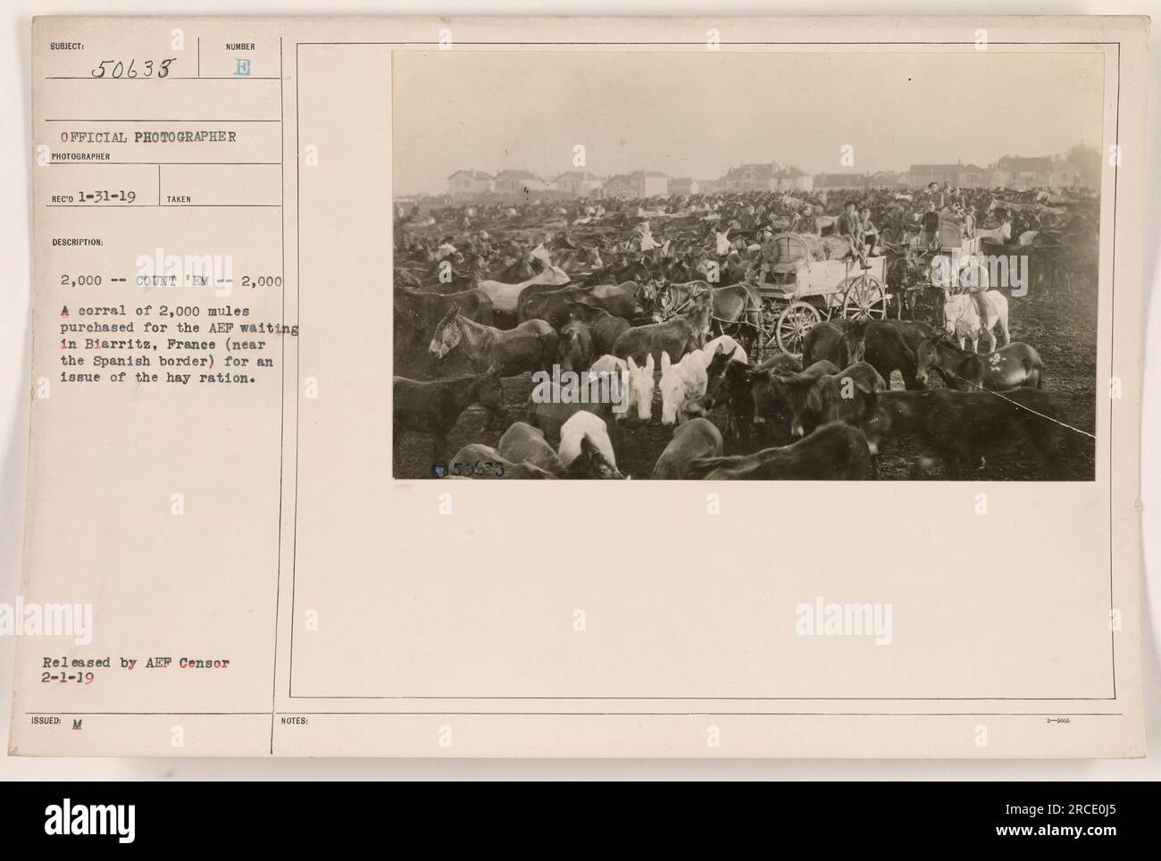 A corral of 2,000 mules purchased for the American Expeditionary Forces ...