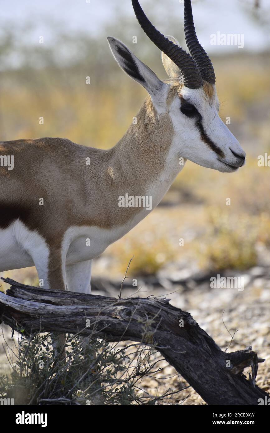 Springbok, a common antelope in Etosha National Park, Namibia Stock ...