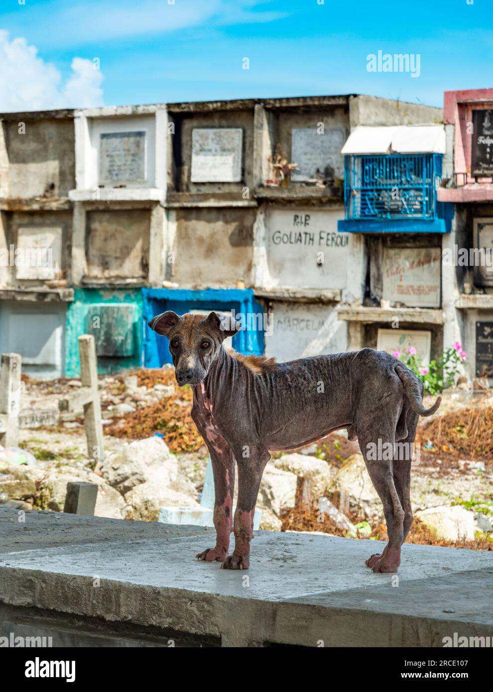 A sorry looking canine mongrel dog,with only a tuft of fur left on it's ...