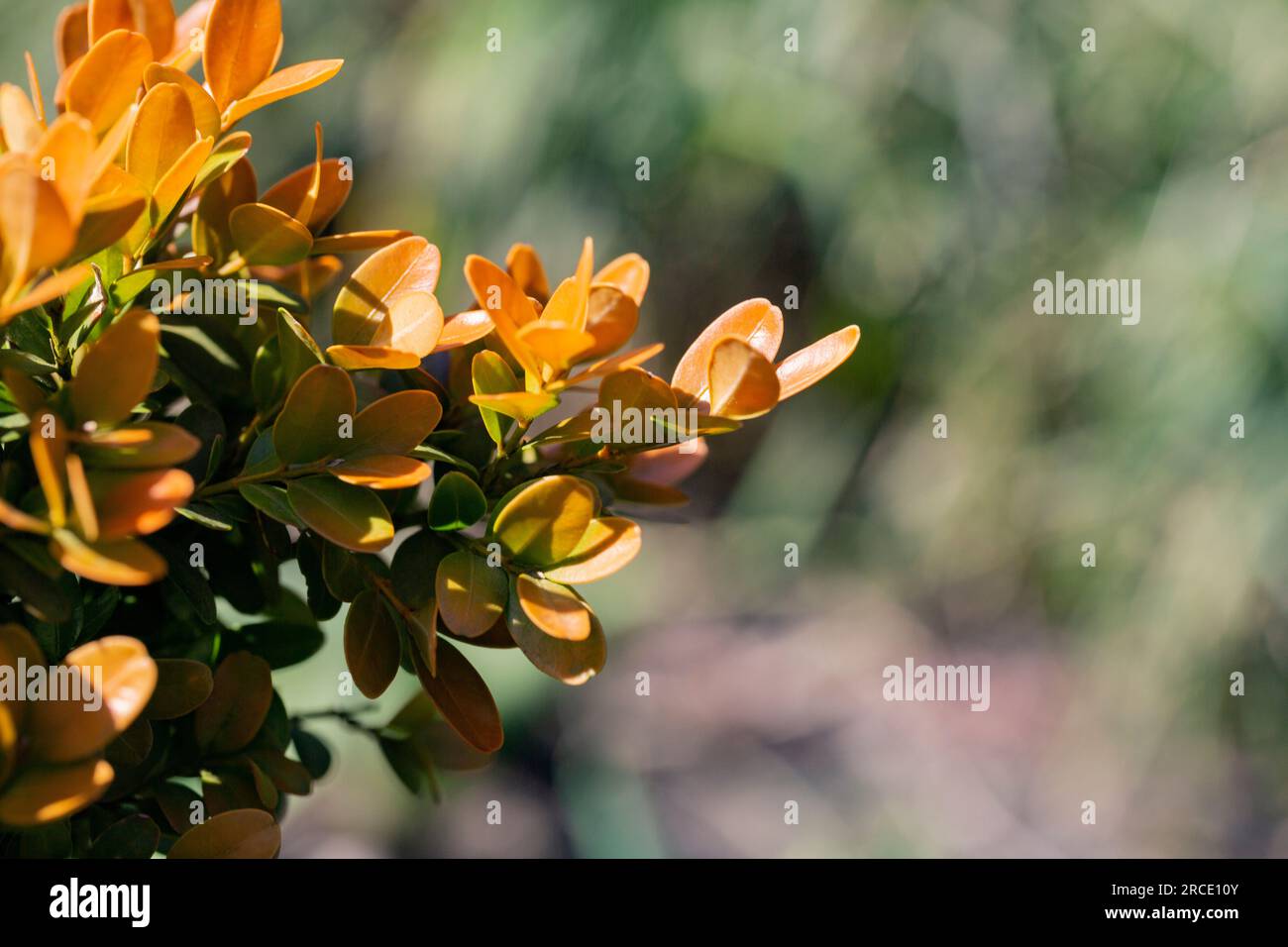 Berberis Thunbergii Aurea or Barberry Shrub close up bush with yellow ...