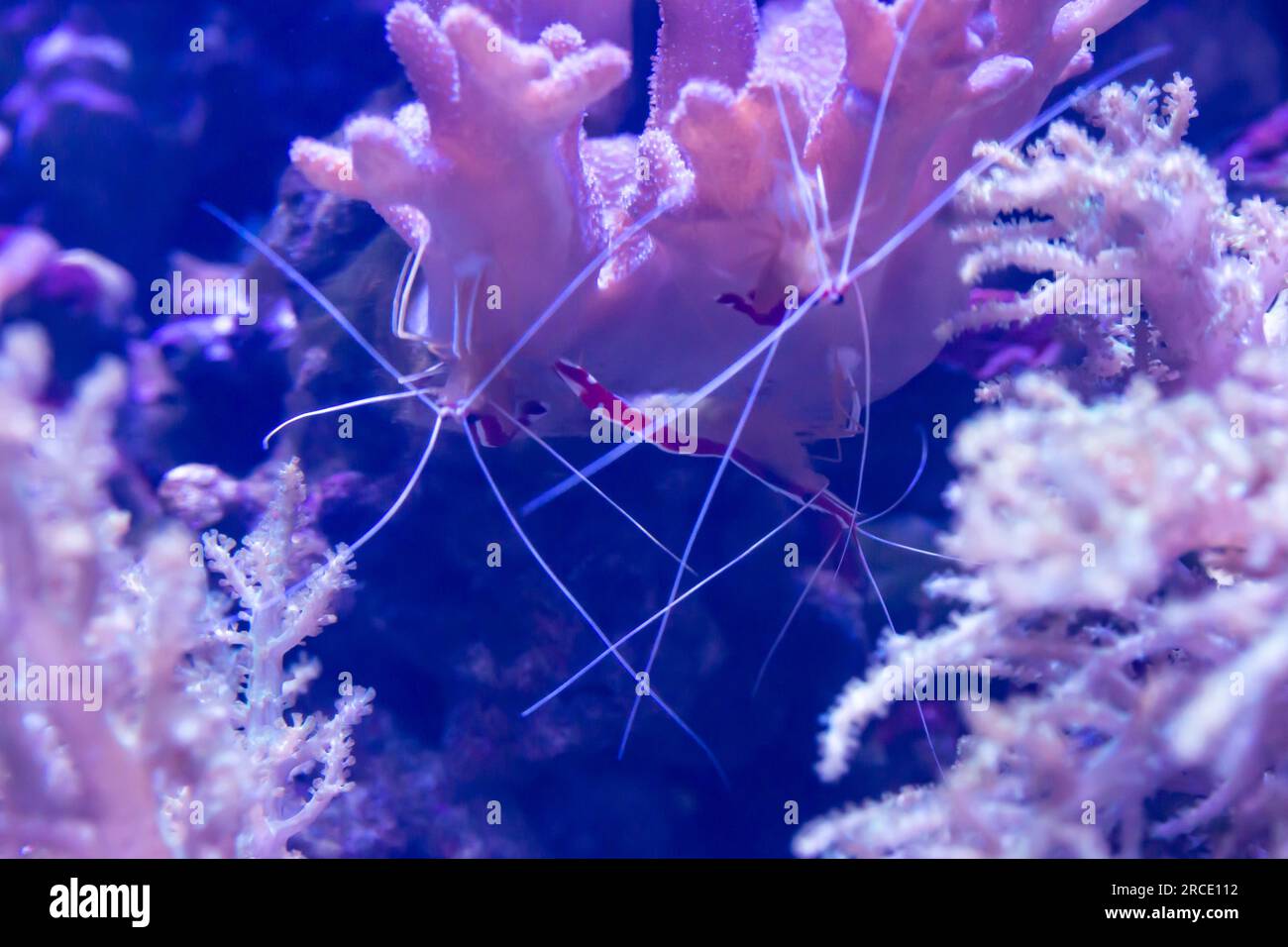 Skunk Cleaner Shrimp Lysmata Amboinensis, aka Scarlet cleaner Shrimp ...