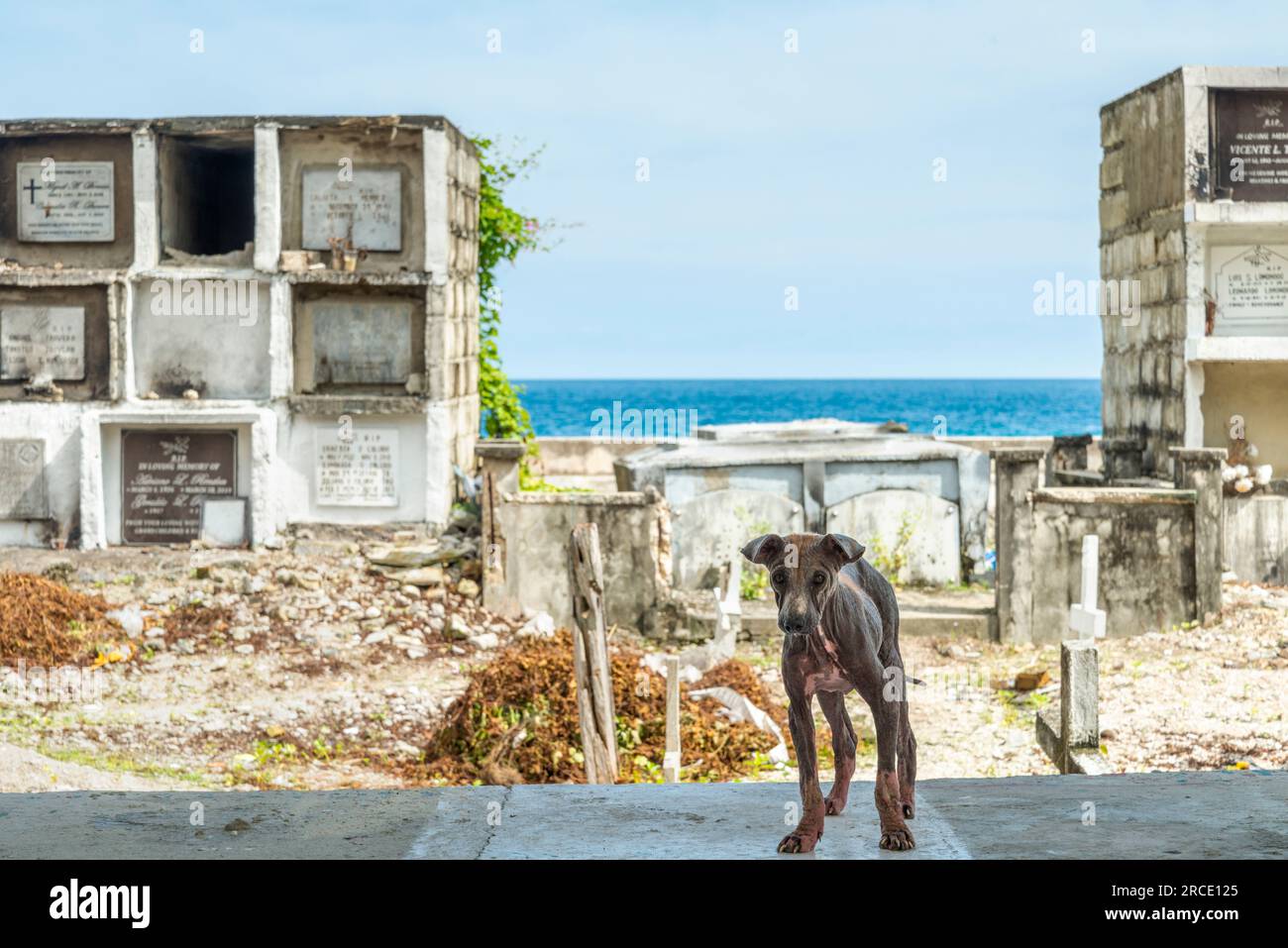 Scabies mites skin hi-res stock photography and images - Alamy