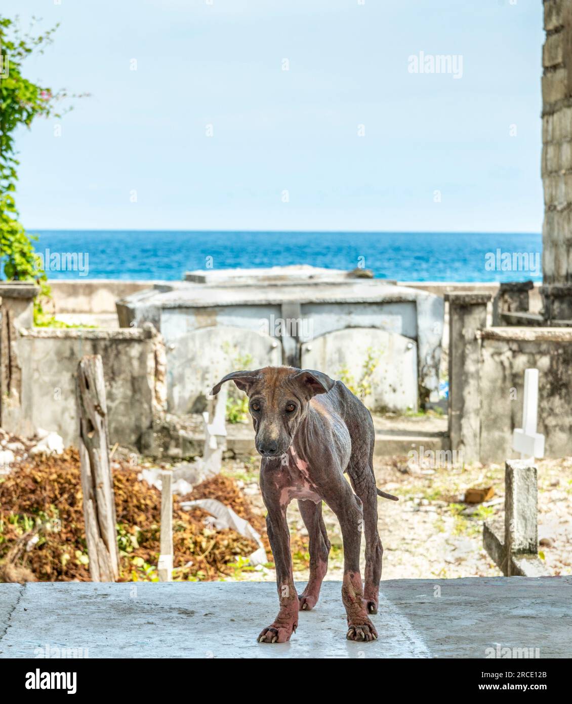 A sorry looking canine mongrel dog,with only a tuft of fur left on it's ...