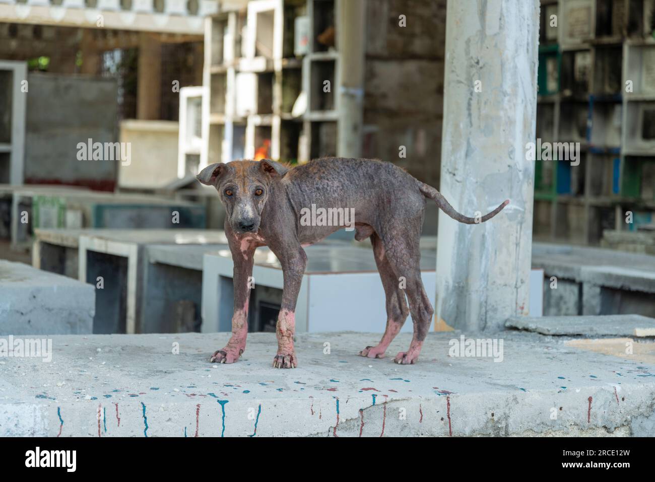 Sarcoptic mange dog hi-res stock photography and images - Alamy