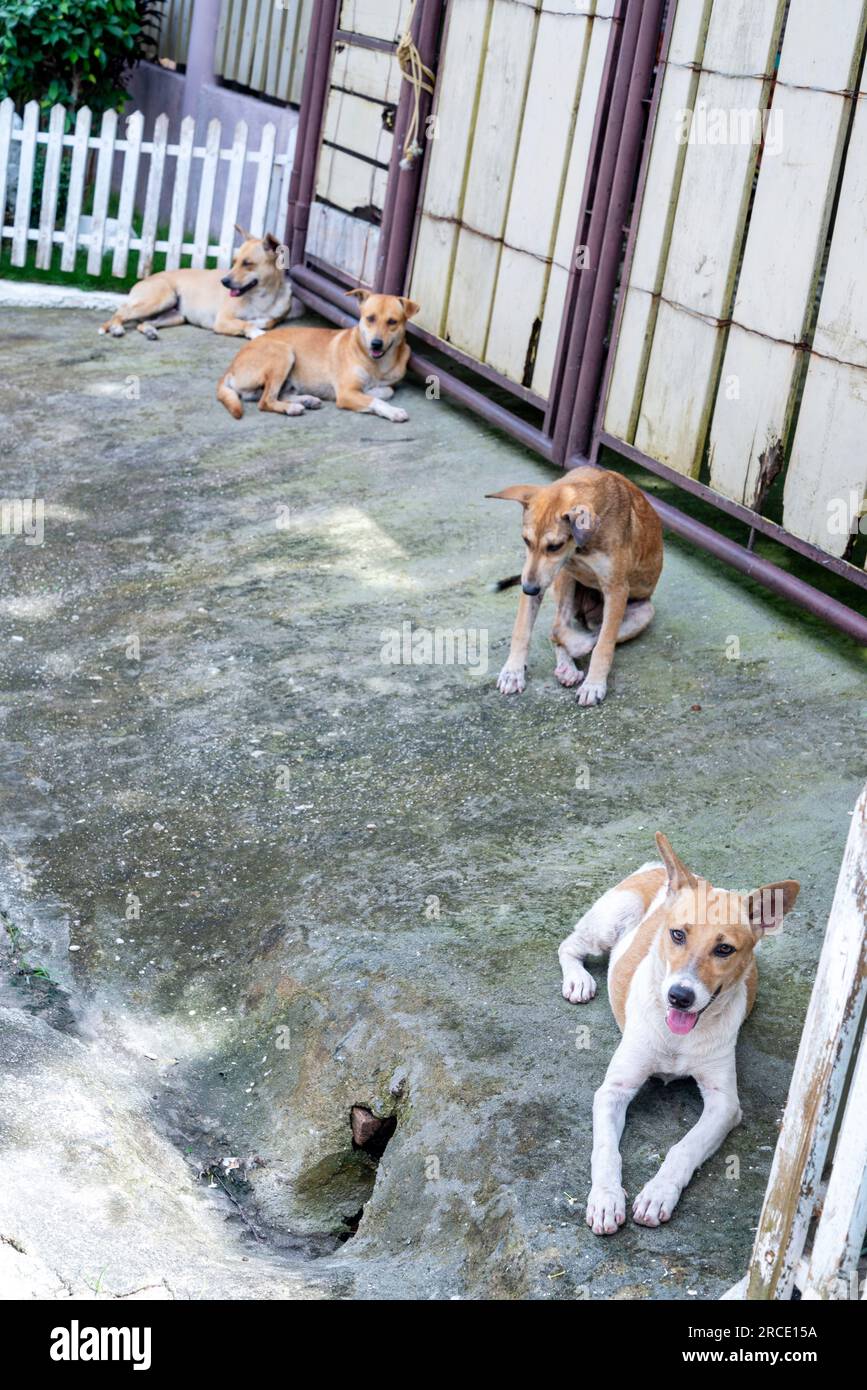 Four beautiful Philippine doggies,strokeable canines,sheltering from ...