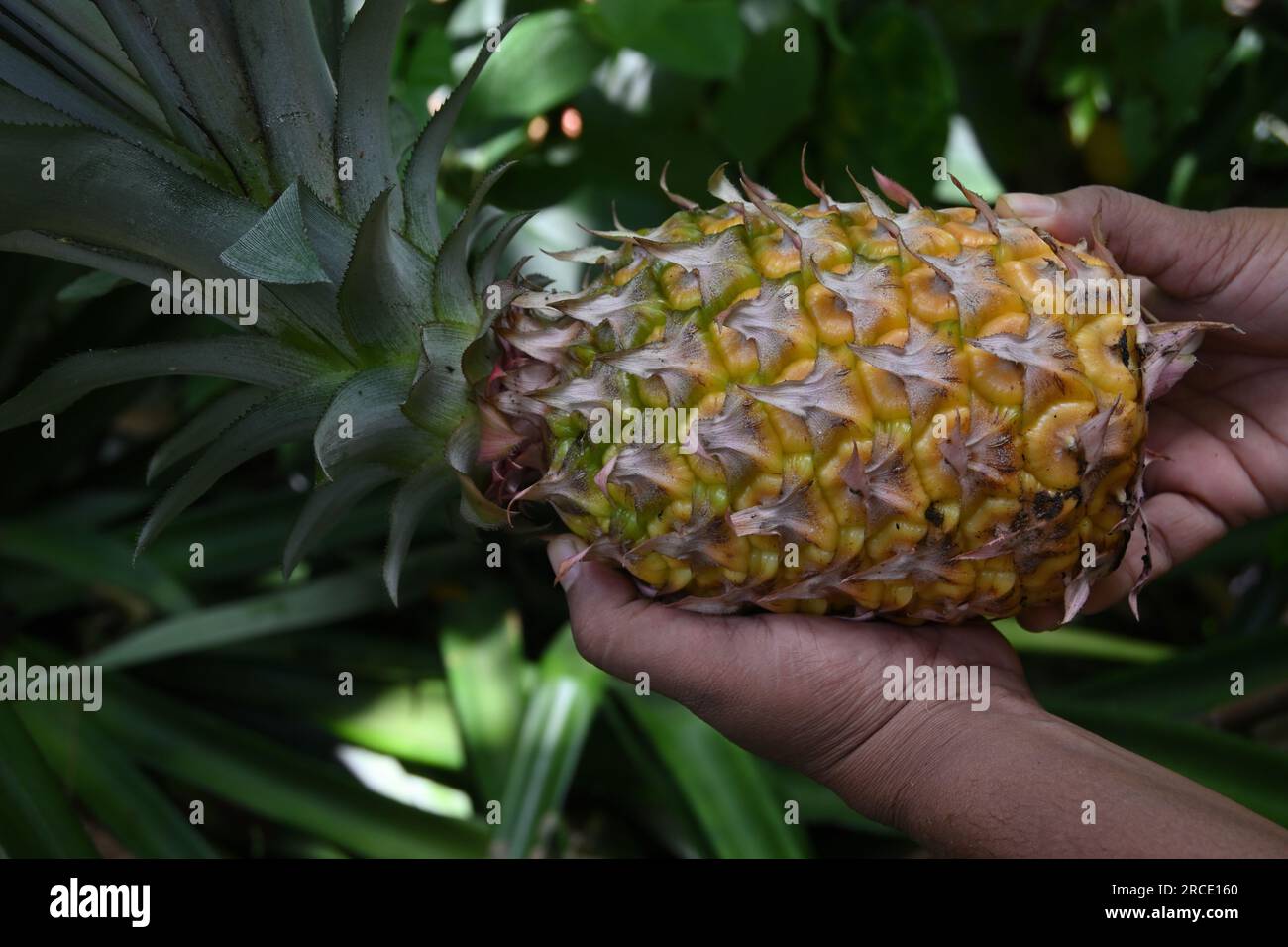 Fibonacci Sequence Pineapple