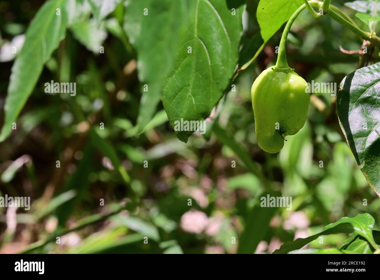 Nai miris hi-res stock photography and images - Alamy