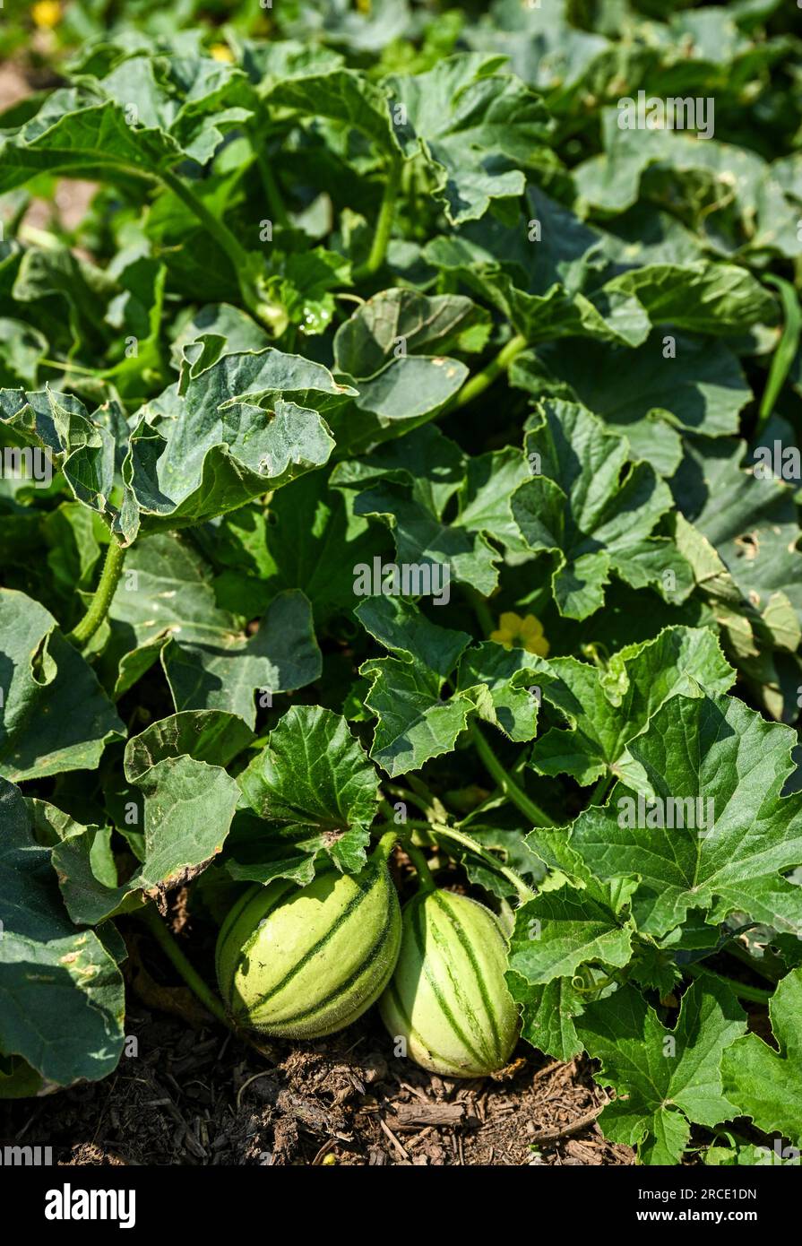 Melon ripening on leaves hi-res stock photography and images - Alamy