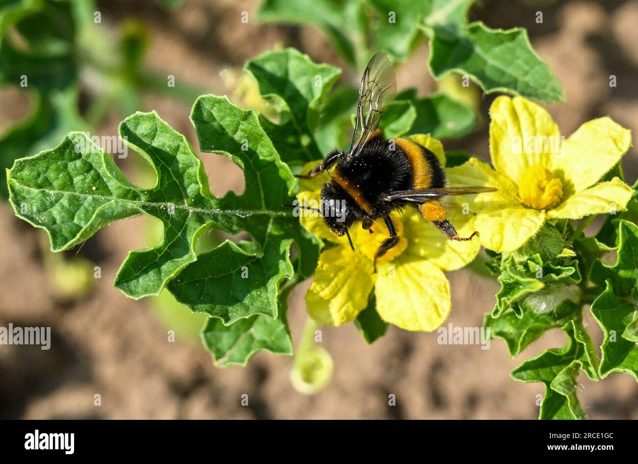Melon plants hi-res stock photography and images - Alamy