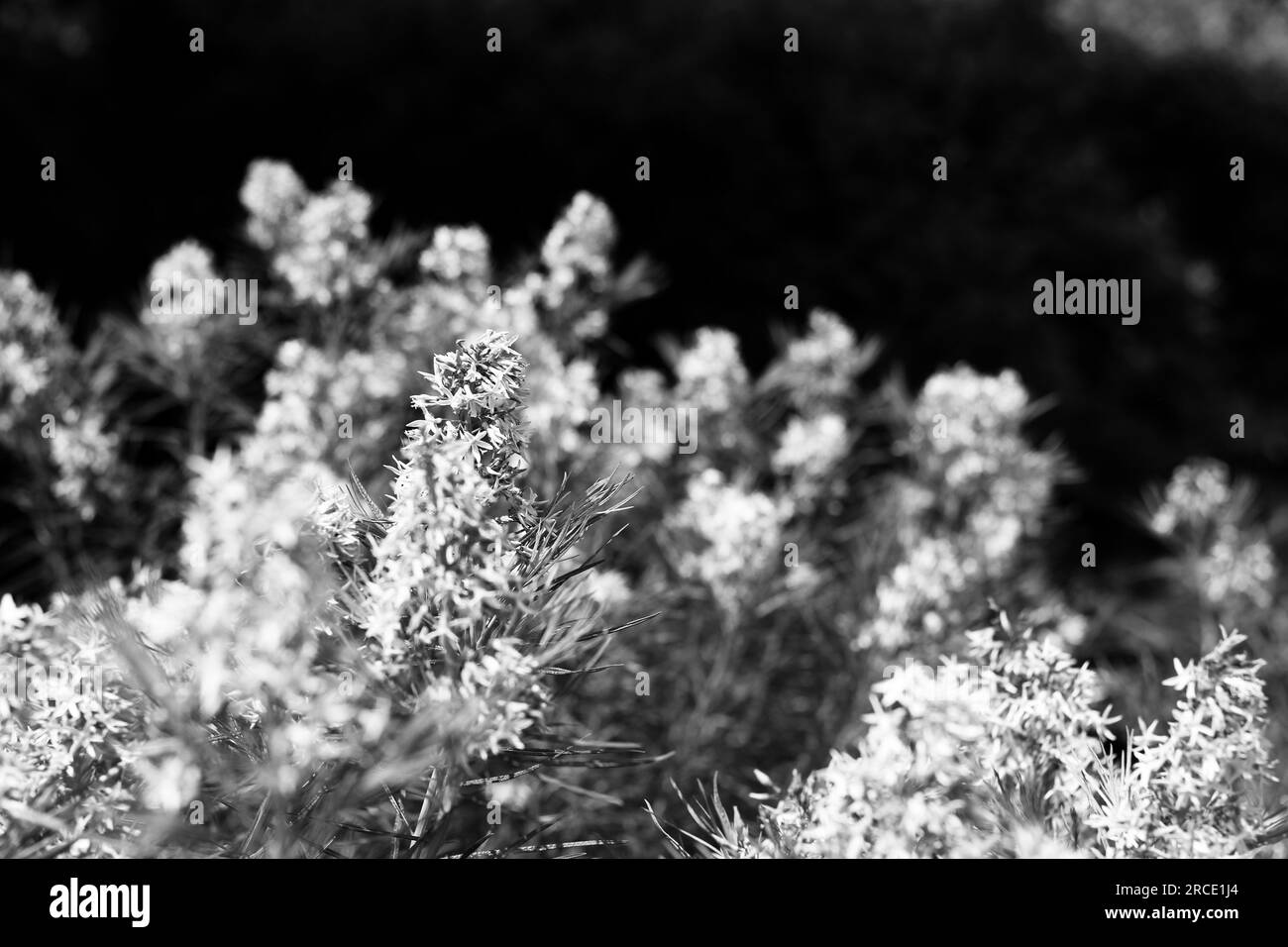 Beautiful overgrown meadow growing in the bright summer sun in a black ...