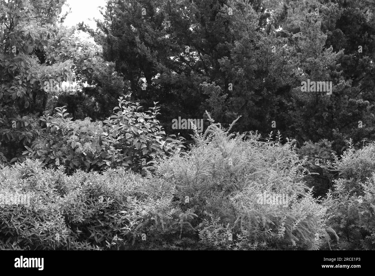 Beautiful overgrown meadow growing in the bright summer sun in a black ...