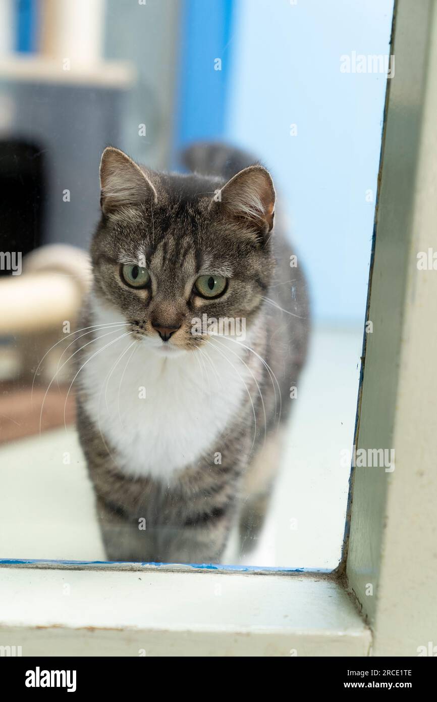A grey and white tabby cat looking through a window Stock Photo - Alamy