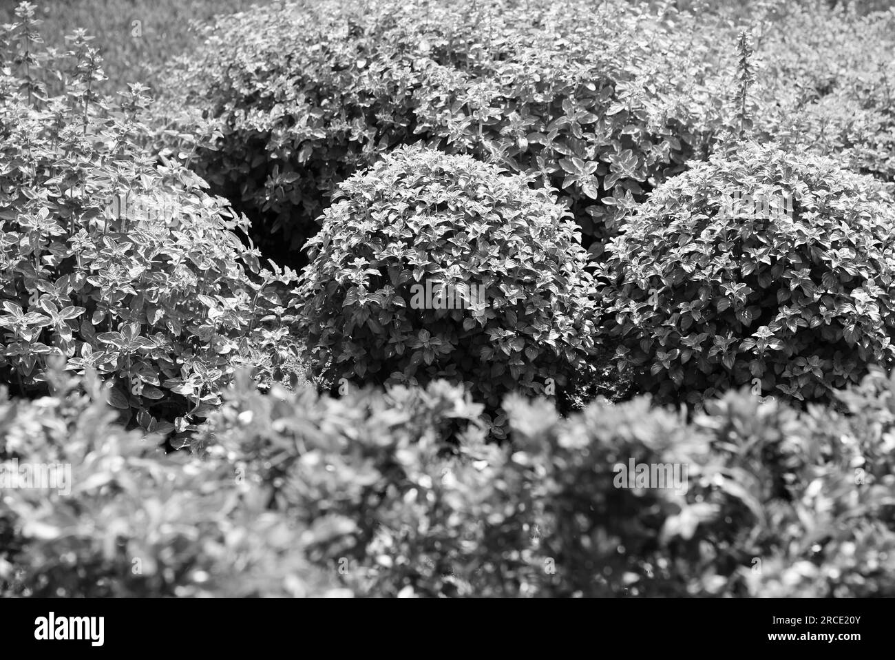 Beautiful overgrown meadow growing in the bright summer sun in a black ...
