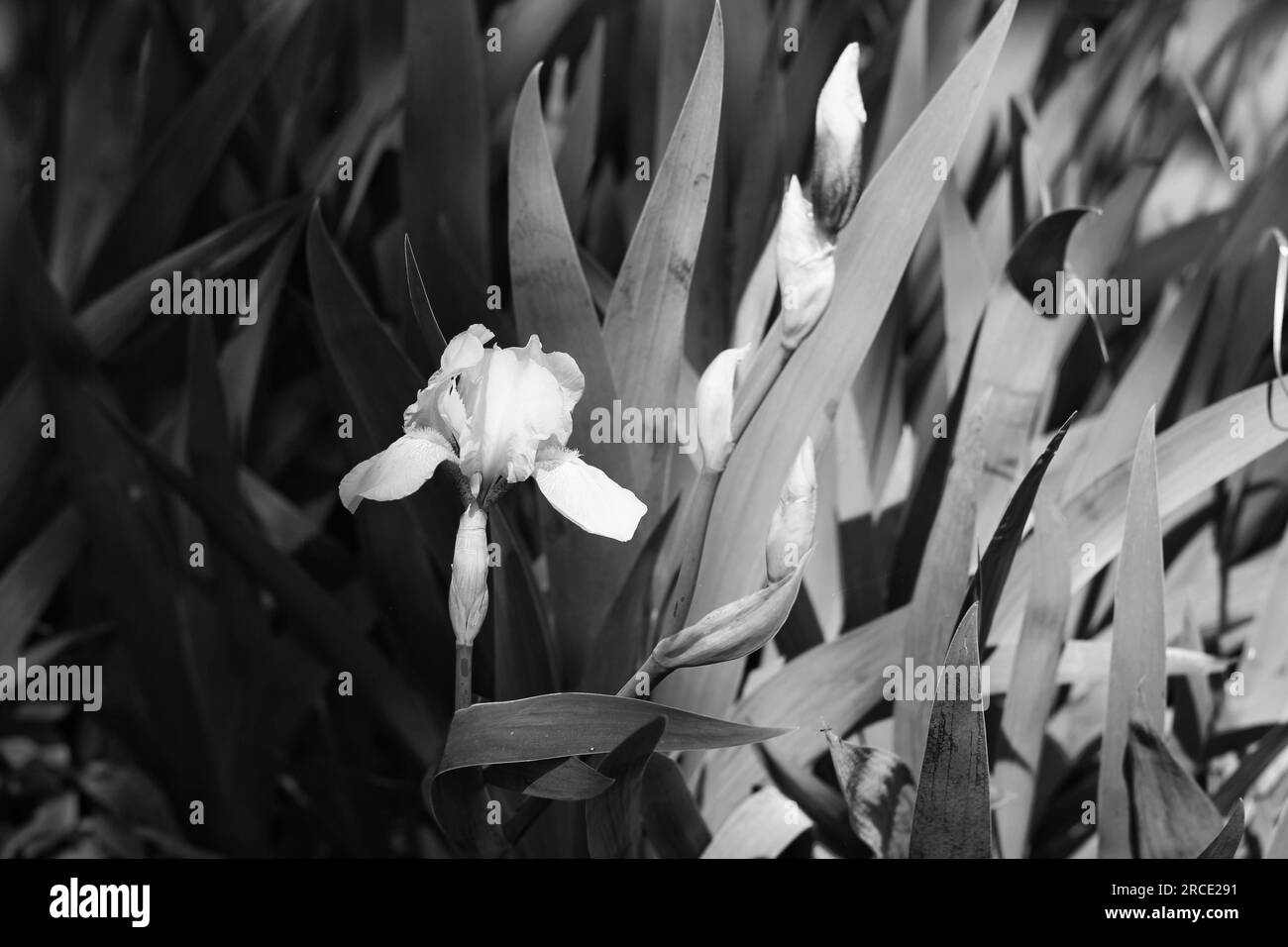 Beautiful irises growing in the sunny summer flower garden in a black ...