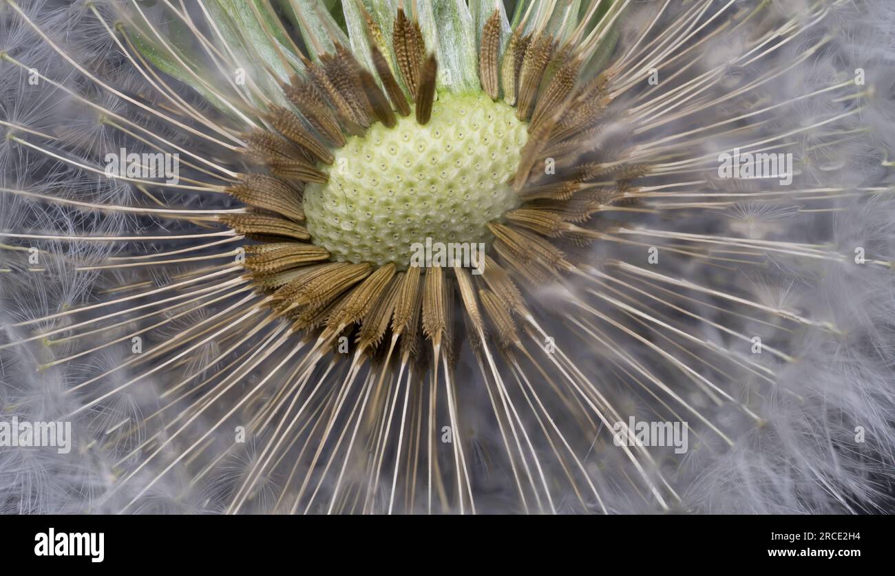 Lions tooth seeds hi-res stock photography and images - Alamy