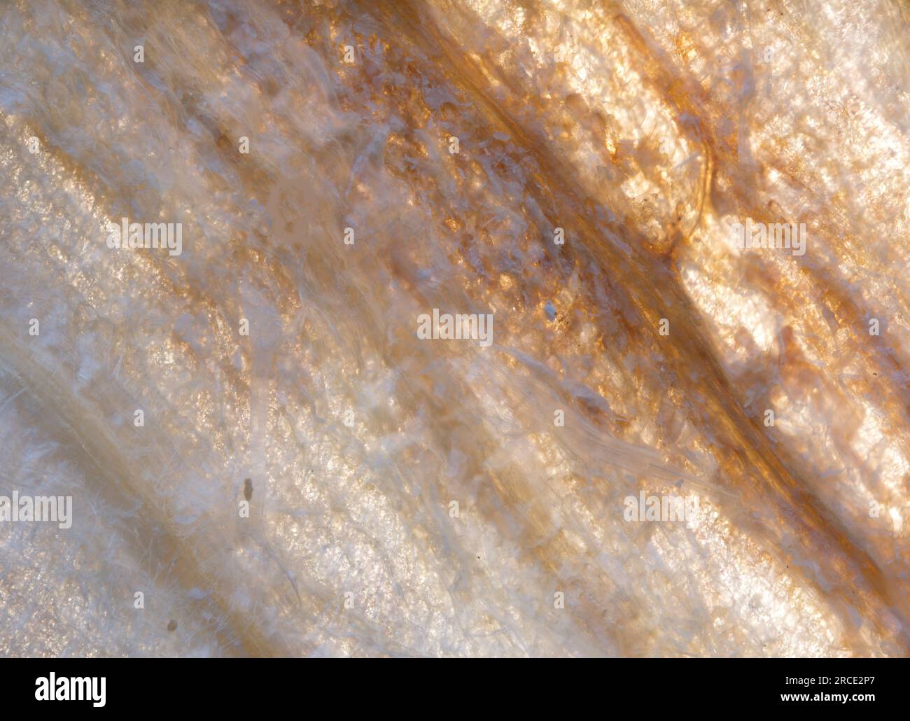 Mucous compounds hi-res stock photography and images - Alamy