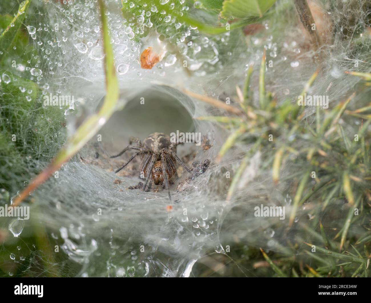 Funnel-web spider in web aka Agelena labyrinthica Stock Photo - Alamy