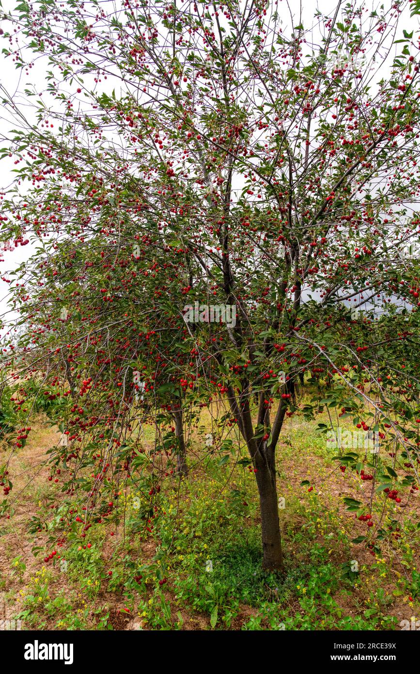 Red cherry tree in an orchard Stock Photo - Alamy
