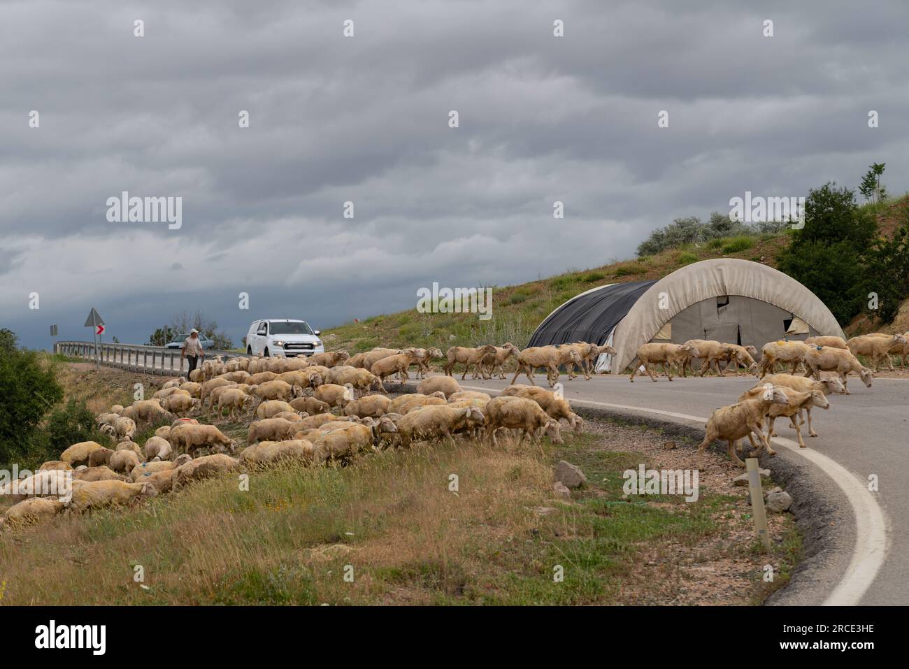 Unidentified sheep herder and car driver and sheep blocking the road ...