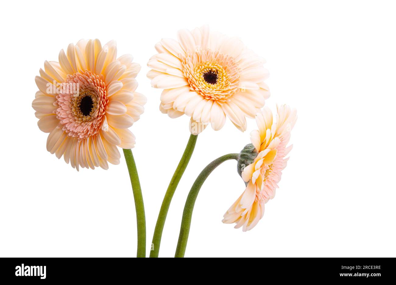 gerbera flowers isolated on white background Stock Photo - Alamy