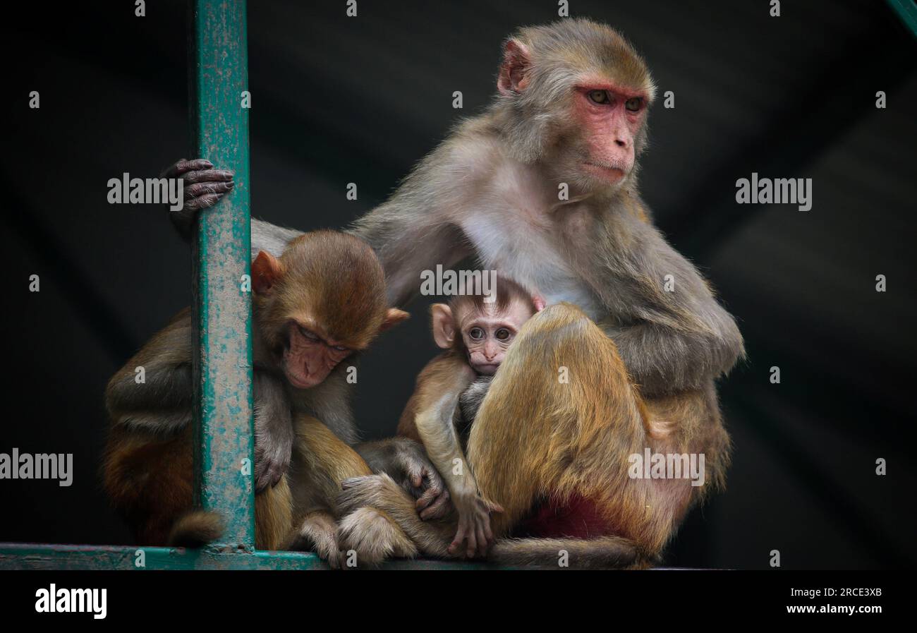 Kathmandu, Bagmati, Nepal. 14th July, 2023. A group of monkeys rest at ...