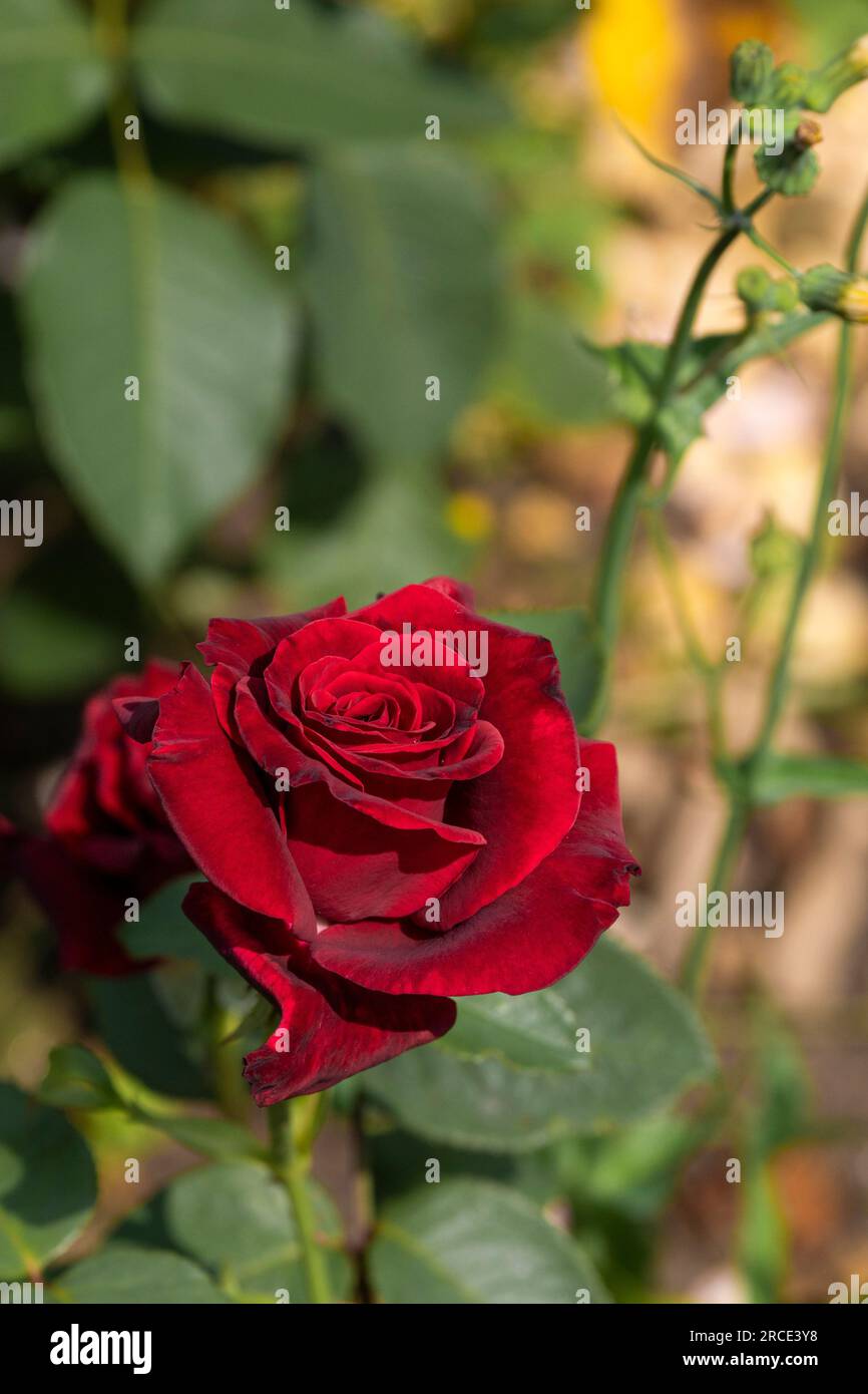 Claret rose hi-res stock photography and images - Alamy