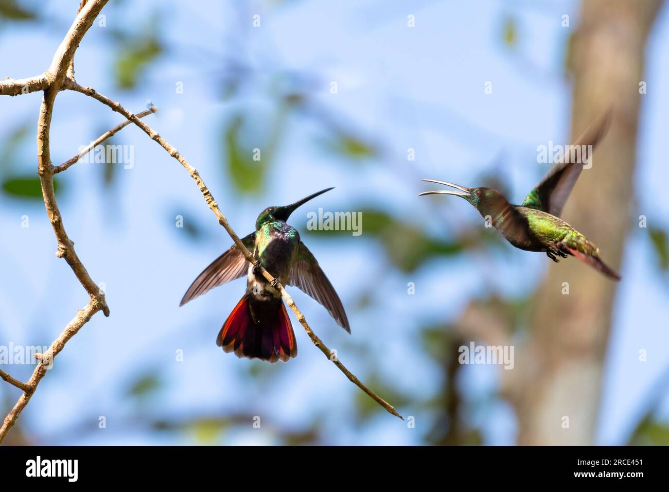Two hummingbirds fighting over territory in the mangrove forest of ...
