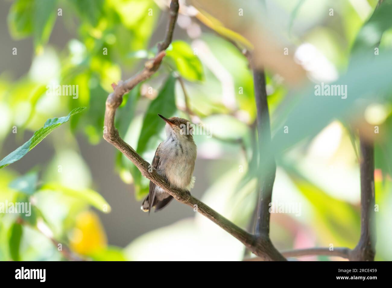 Young Ruby Topaz hummingbird, Chrysolampis mosquitus, perching in a ...