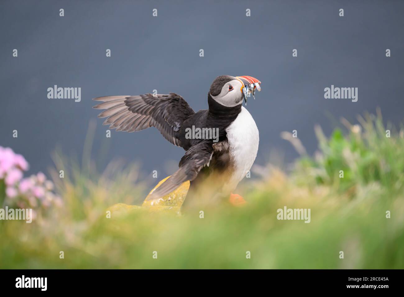 Puffin Atlantic (Fratercula arctica), Sumburgh Head RSPB Reserve ...