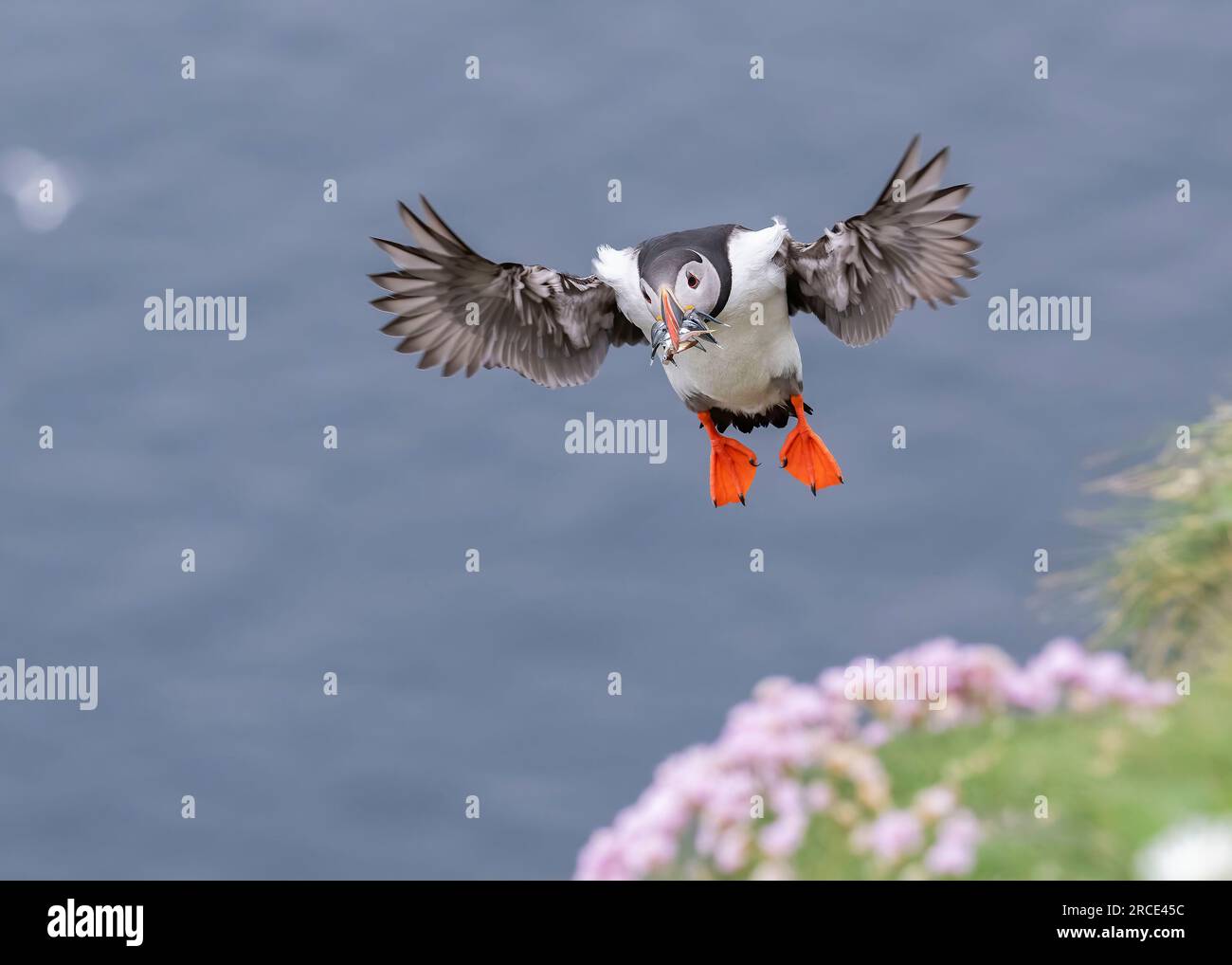 Puffin Atlantic (Fratercula arctica), in flight, Sumburgh Head RSPB ...