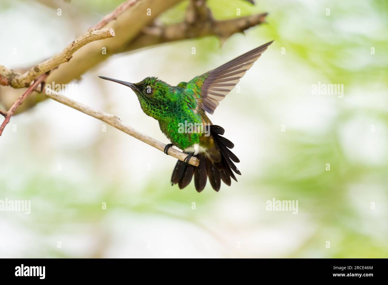 Copper-rumped hummingbird stretching on a branch with light colored ...