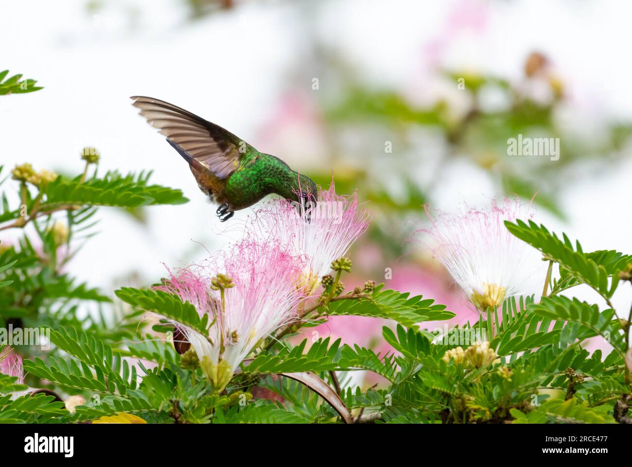 Copper-rumped hummingbird, Amazilia tobaci, feeding on a pink and white ...