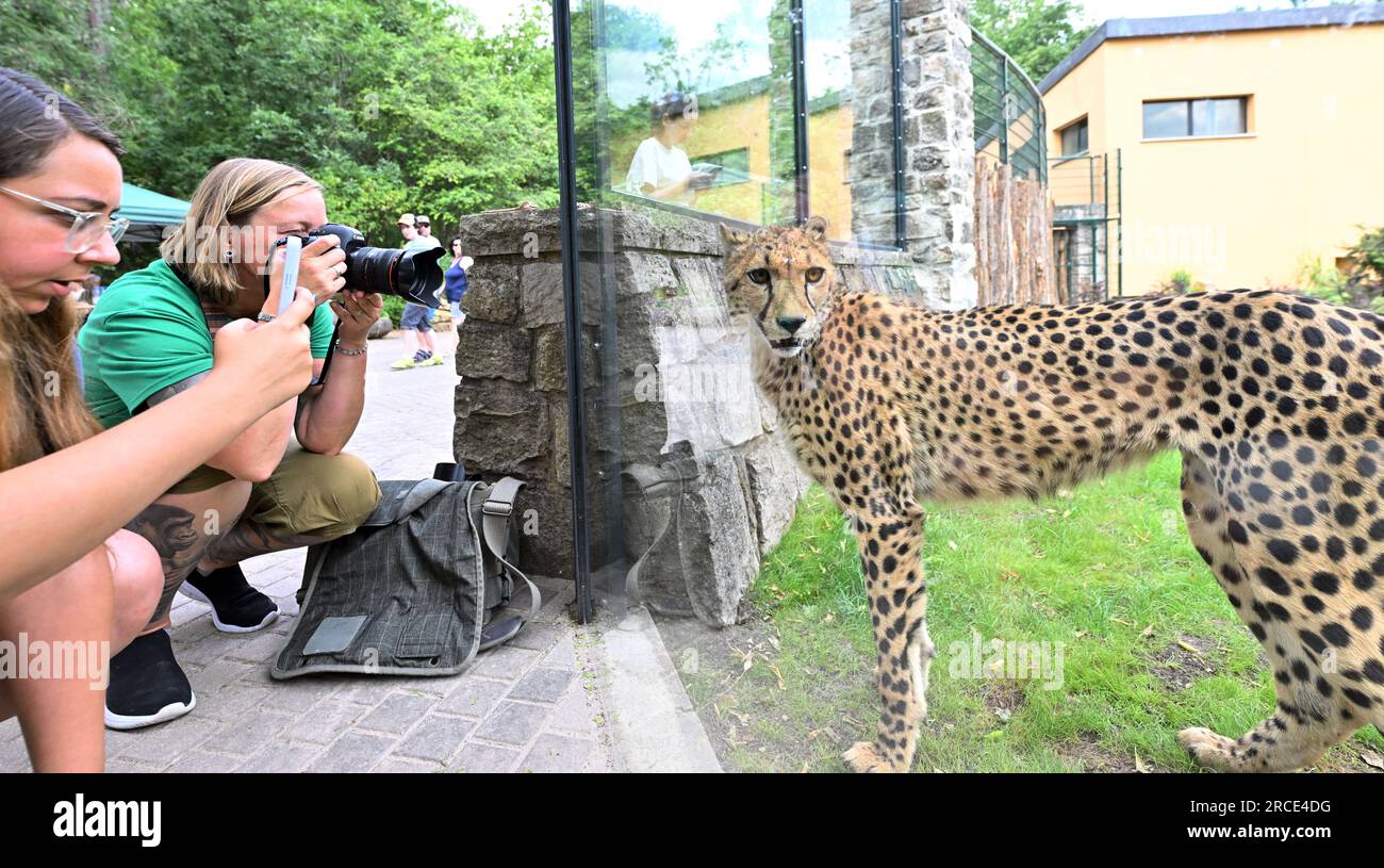 Erfurt, Germany. 14th July, 2023. A cheetah stands in a new cheetah ...