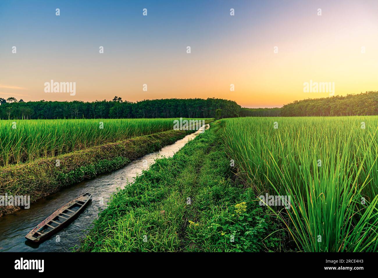 Rice field with sunrise or sunset and color of sky in twilight Stock ...