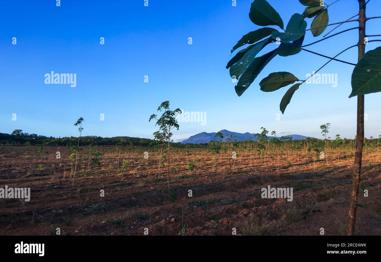 Rubber tree, latex rubber plantation and tree rubber in sky sunset ...