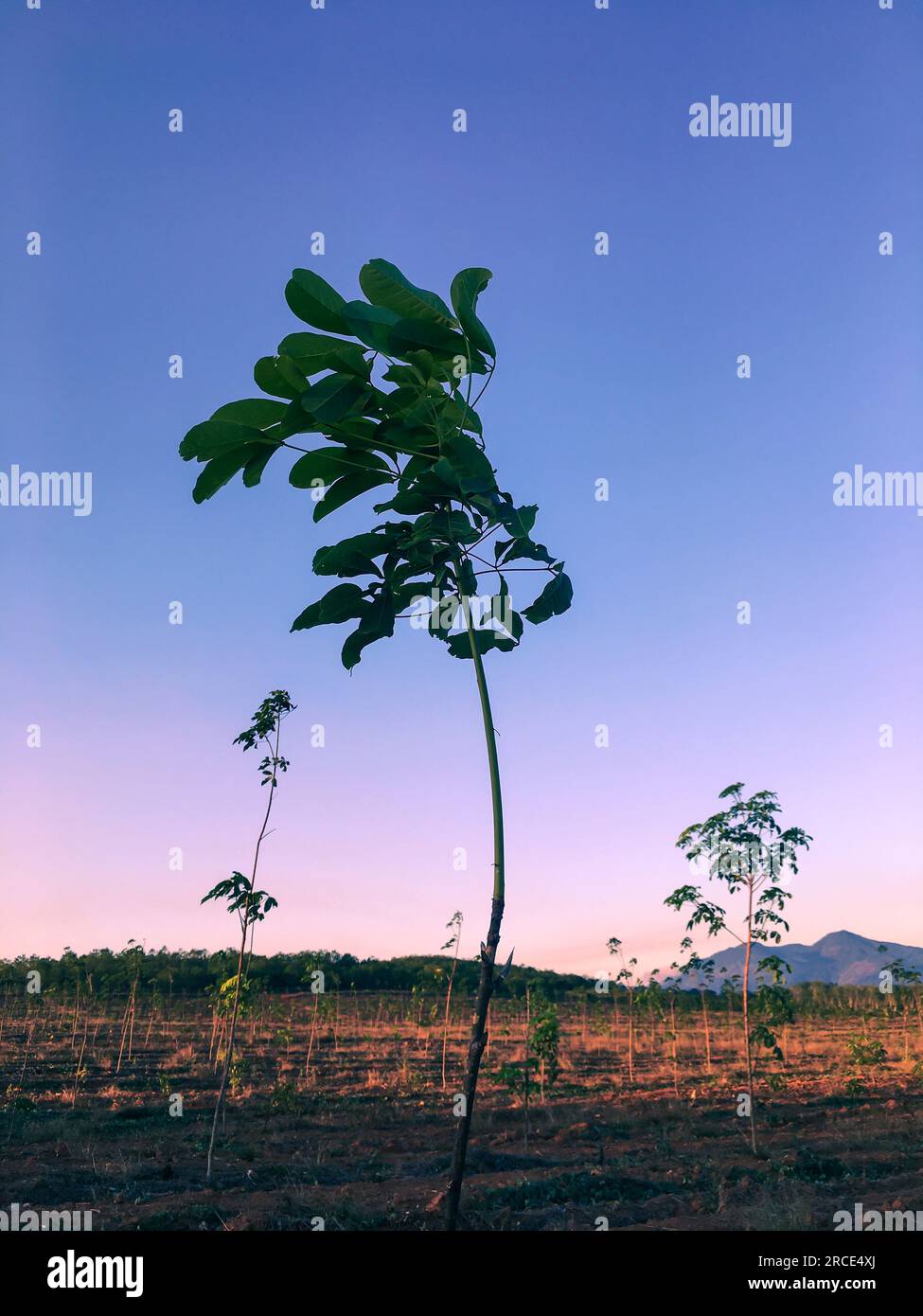 Rubber tree, latex rubber plantation and tree rubber in sky sunset ...
