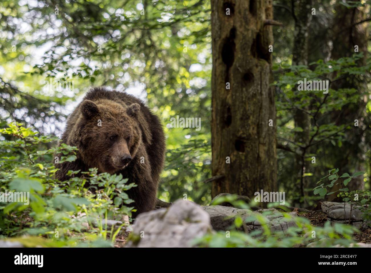 North spain mountains bear hi-res stock photography and images - Alamy