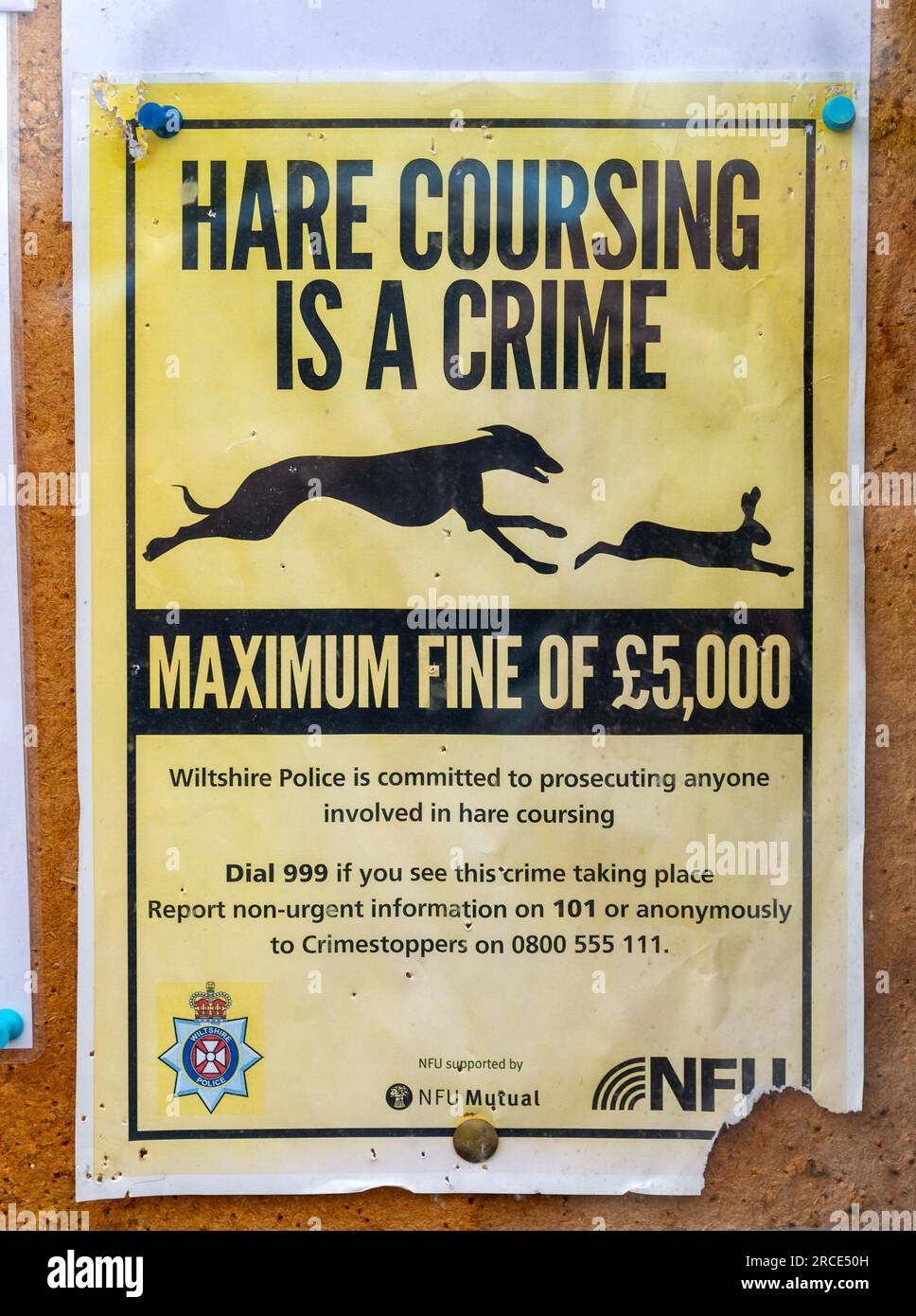 Hare Coursing is a Crime poster on village noticeboard, Avebury ...