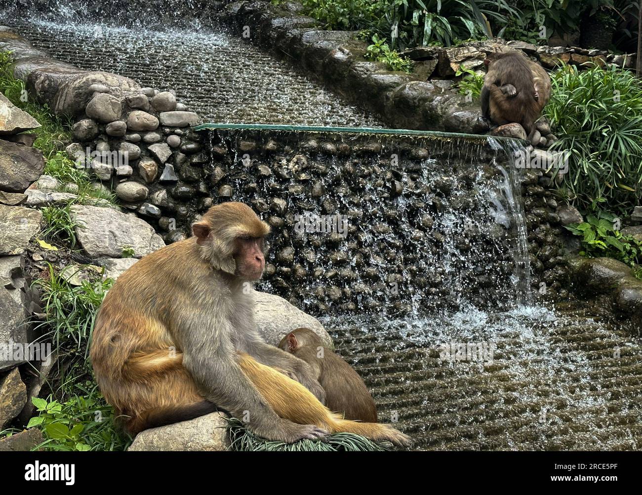 Kathmandu, Bagmati, Nepal. 14th July, 2023. A grouo of monkeys rest ...
