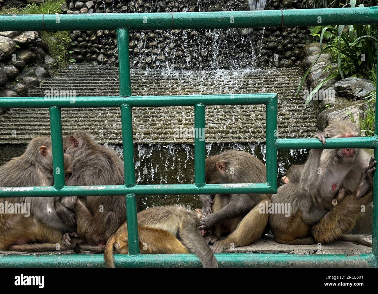Kathmandu, Bagmati, Nepal. 14th July, 2023. A grouo of monkeys rest ...