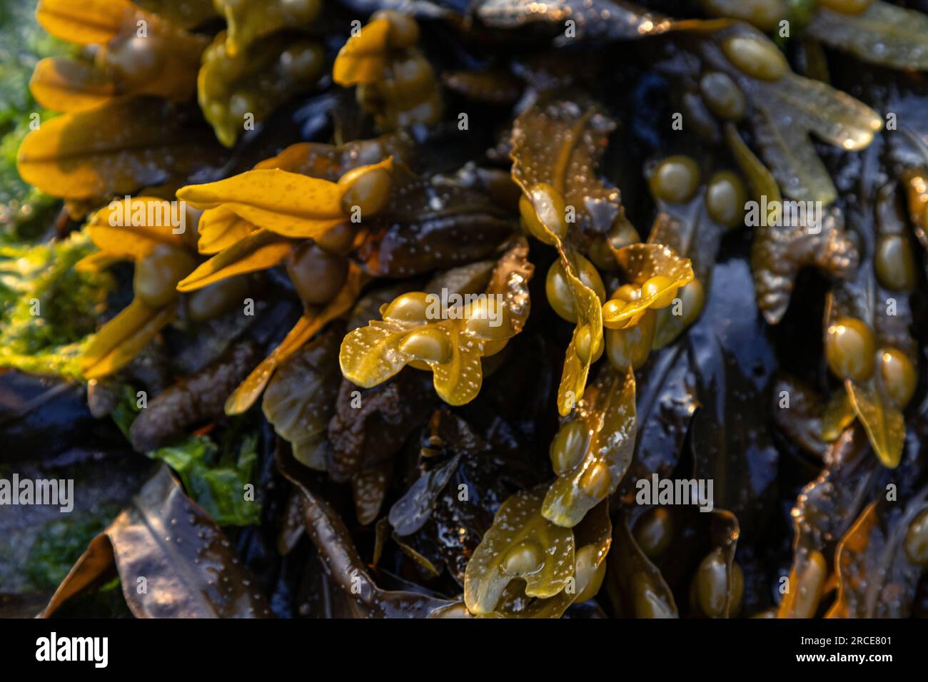 Bladderwrack seaweed hi-res stock photography and images - Alamy