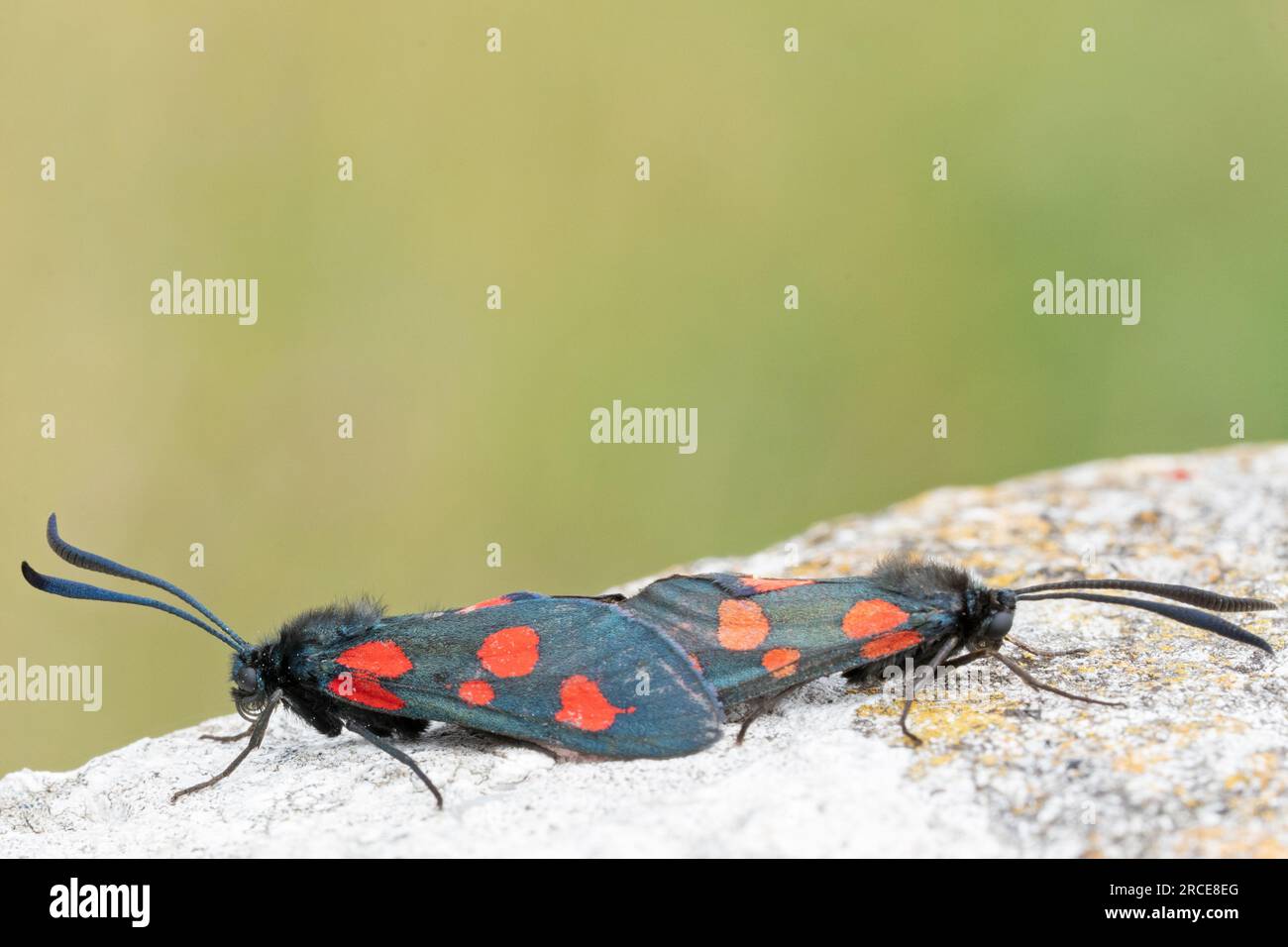 six spot burnet moths mating in Southampton Old Cemetery Stock Photo ...