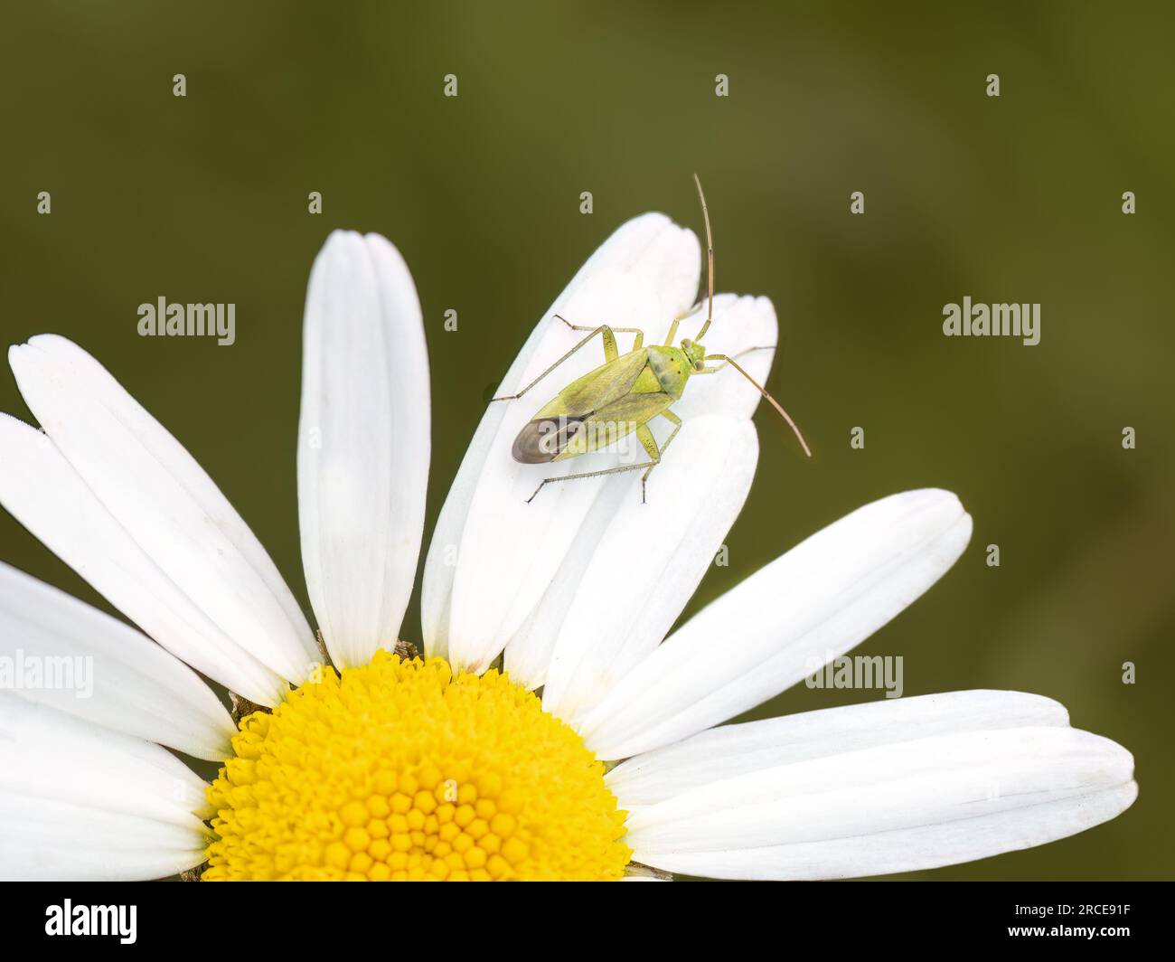 Mirid Bug Calocoris norwegicus aka Potato capsid bug Stock Photo - Alamy