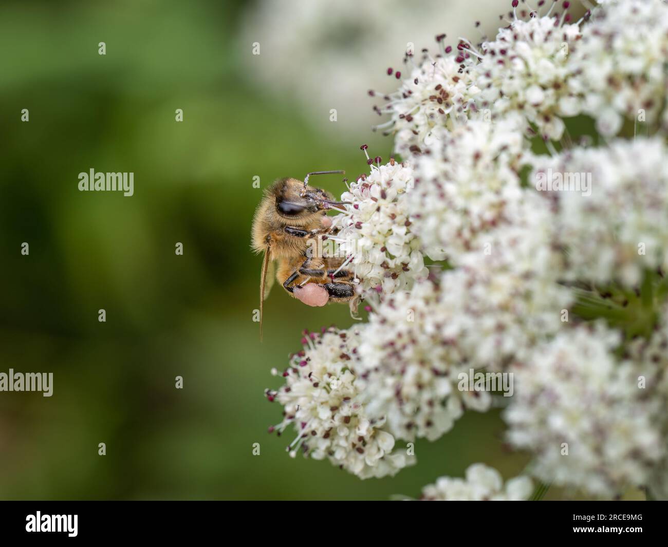 Honey bee collecting pink pollen from unbellifer flower Stock Photo - Alamy