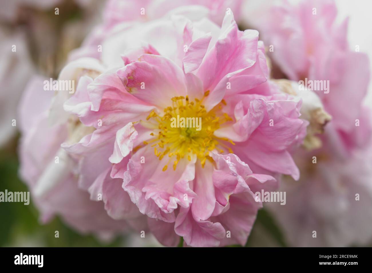 Damask rose hi-res stock photography and images - Alamy