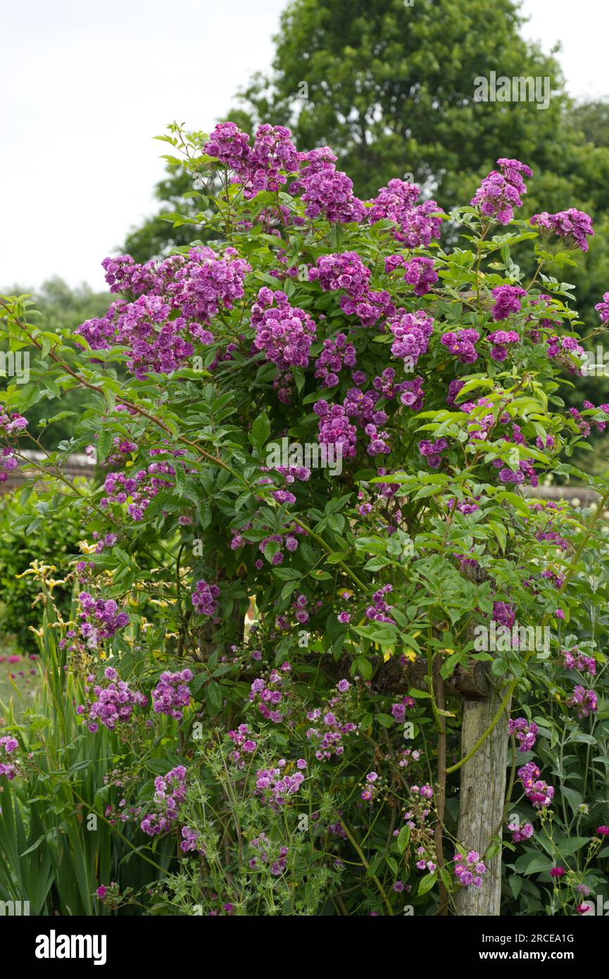 Multiflora rose hi-res stock photography and images - Alamy